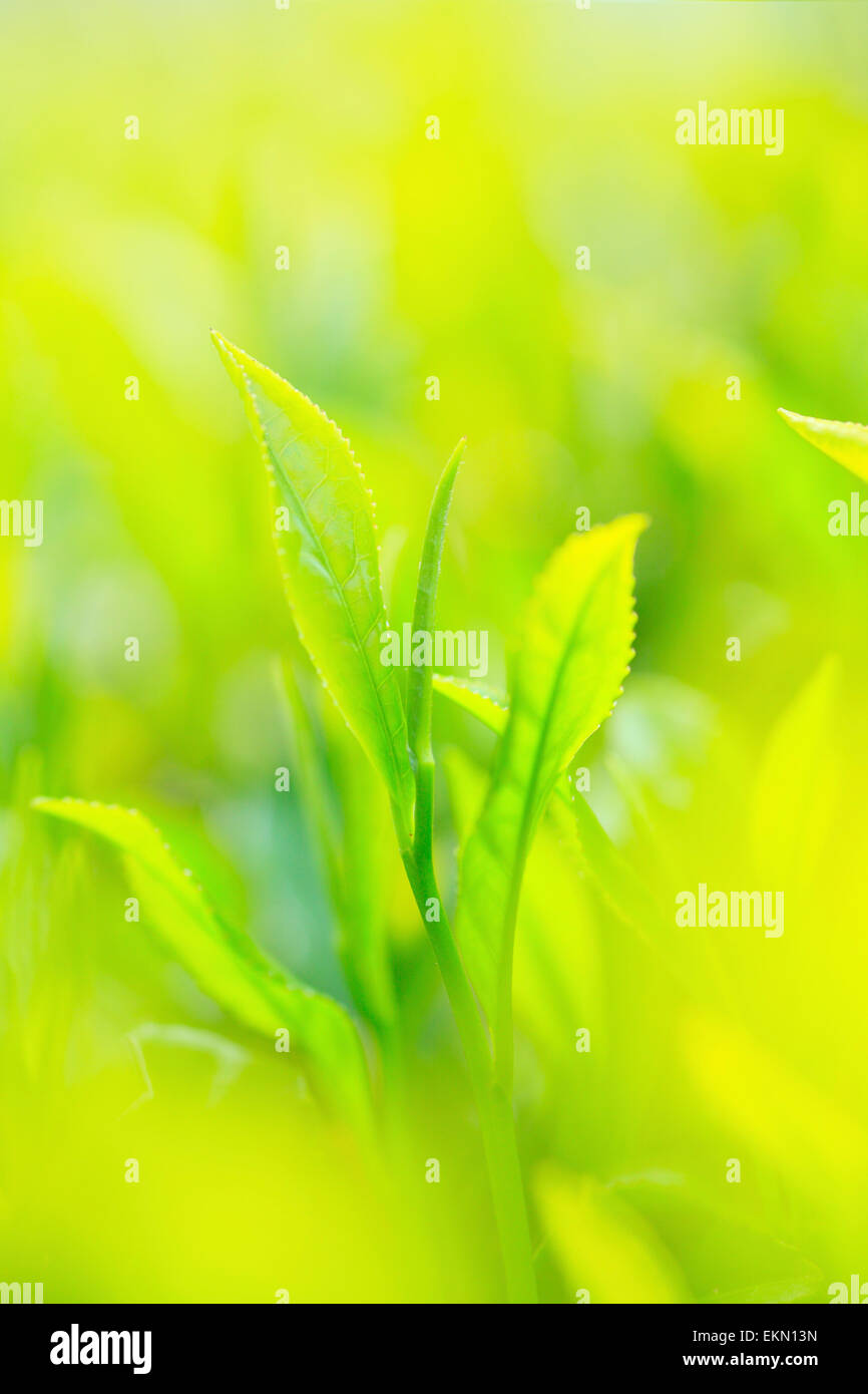 Spring tea picking hi-res stock photography and images - Alamy