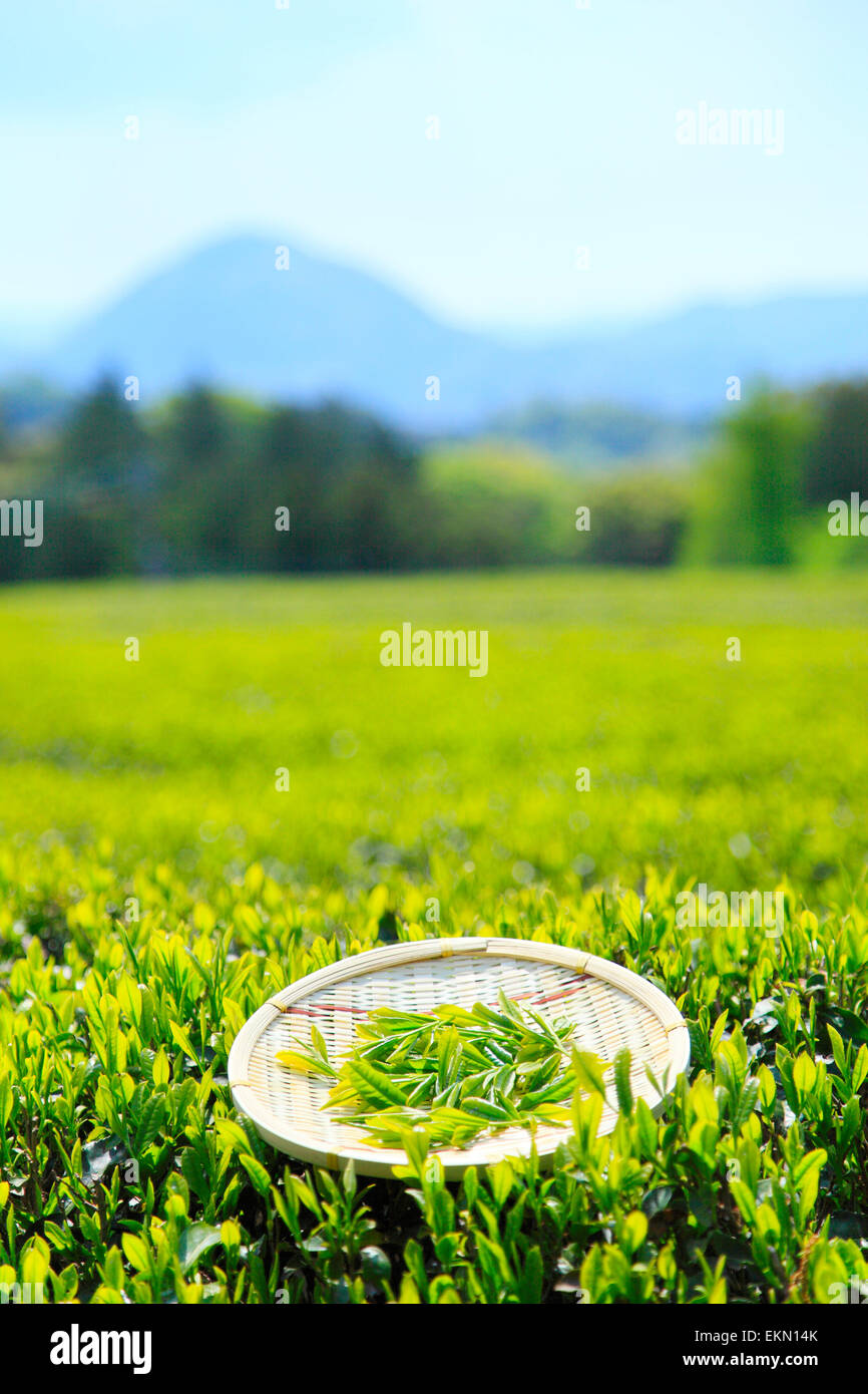 Japanese mountain tea hi-res stock photography and images - Alamy
