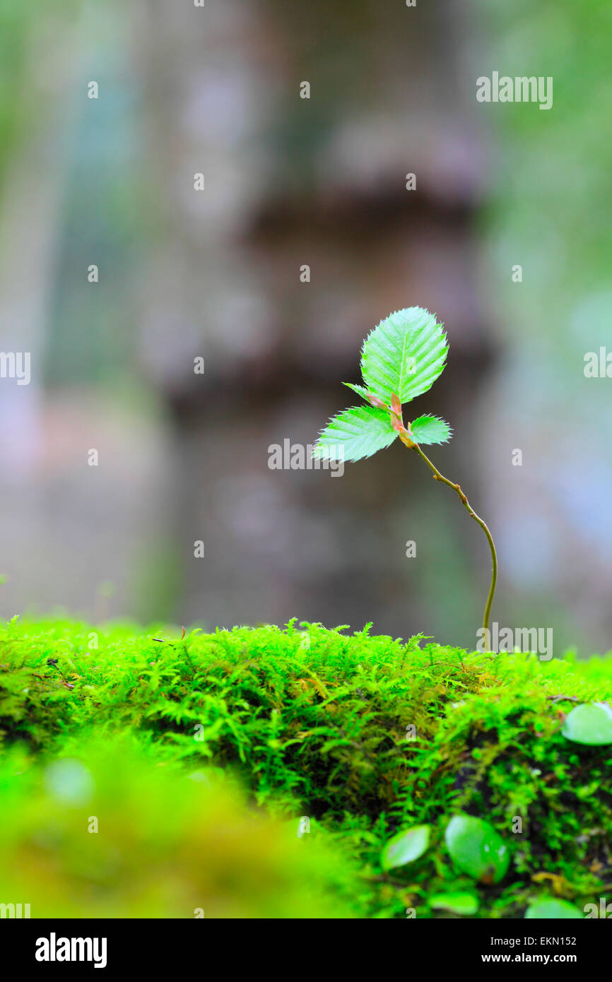 Tree stump sprouting hi-res stock photography and images - Alamy