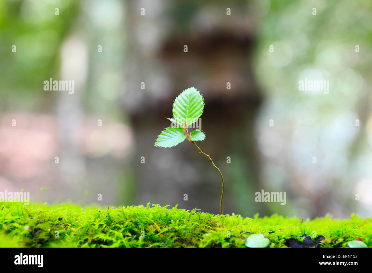 Tree stump sprouting hi-res stock photography and images - Alamy
