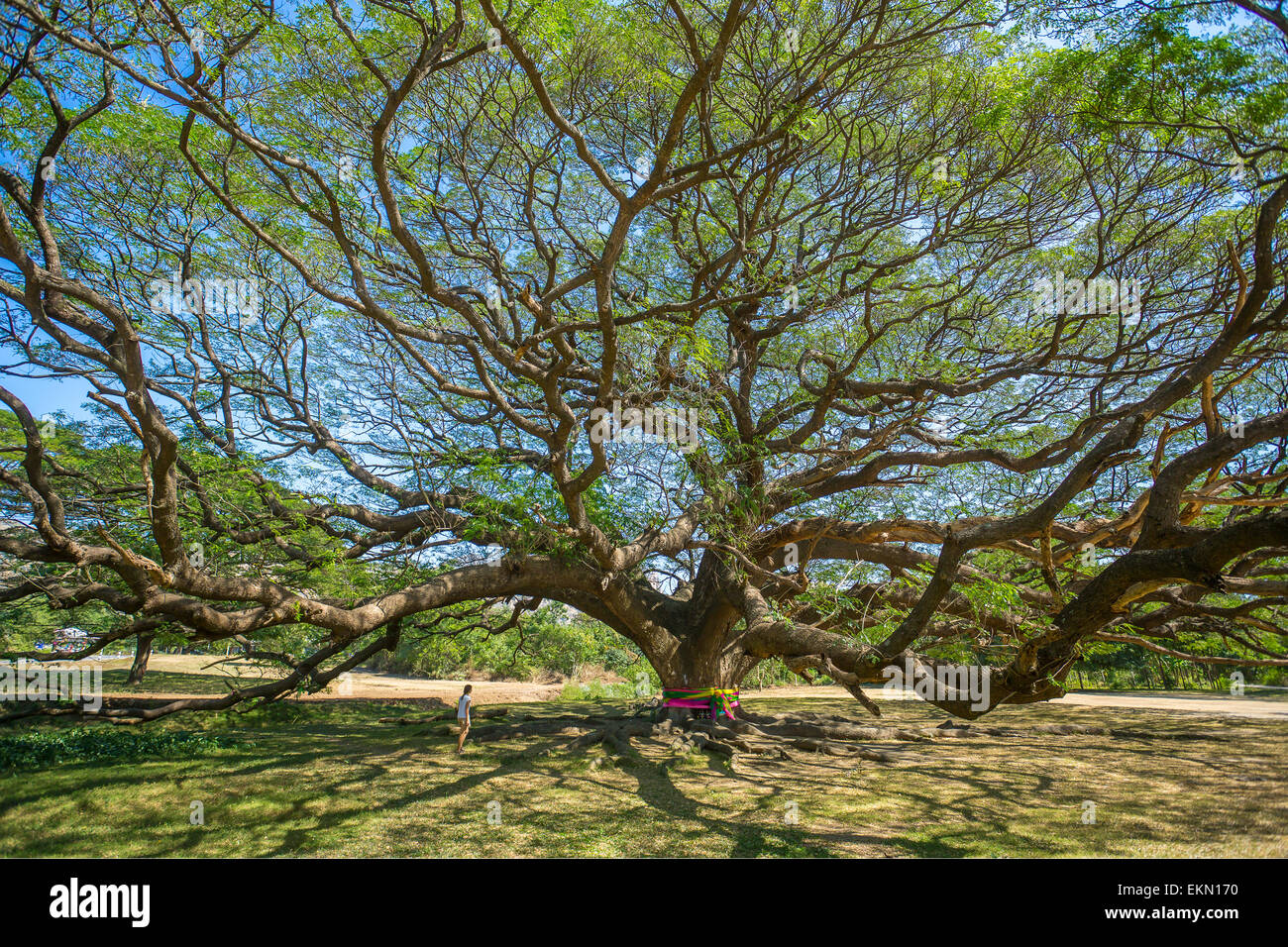 Giant tree in Kanchanaburi province, Thailand Stock Photo - Alamy
