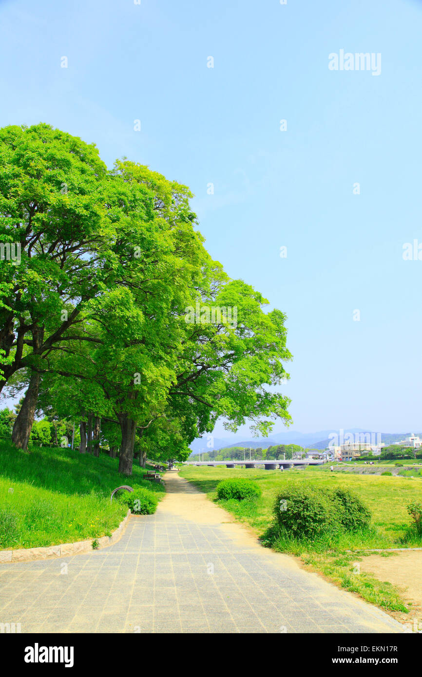 Riverbank greenery hi-res stock photography and images - Alamy