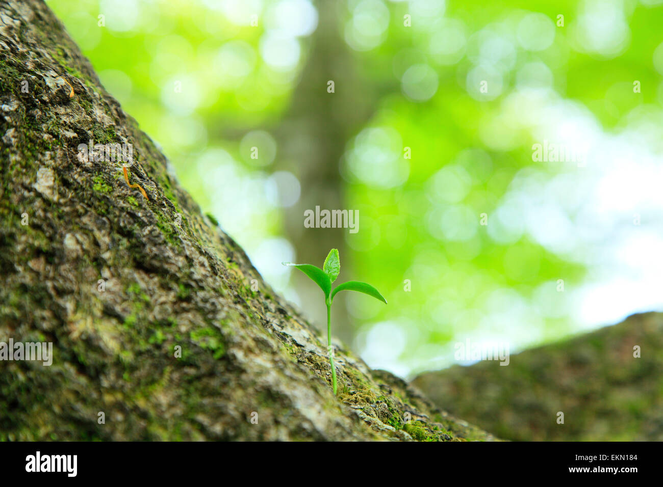 Deciduous plant sprouting hi-res stock photography and images - Alamy