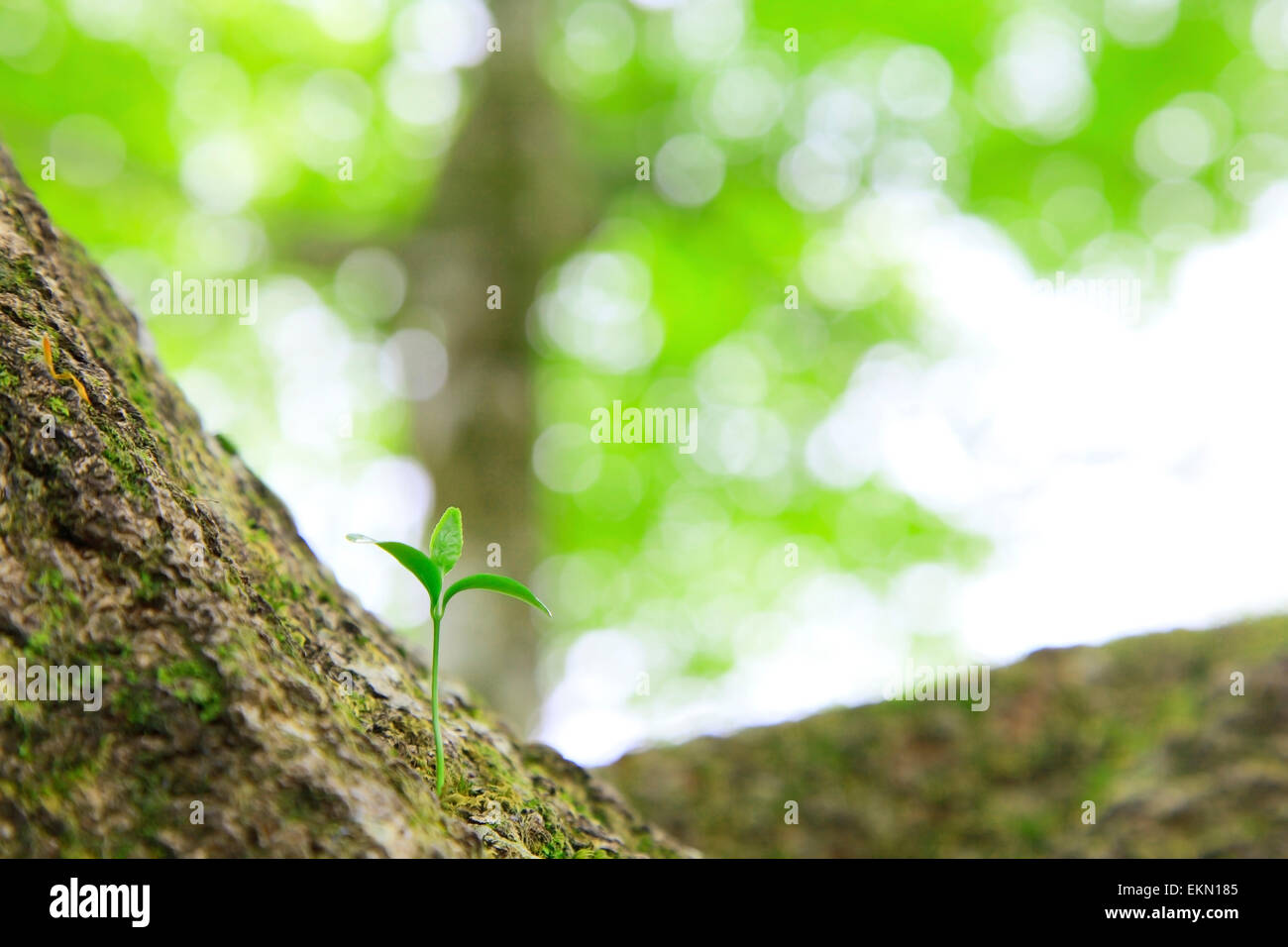 Deciduous plant sprouting hi-res stock photography and images - Alamy