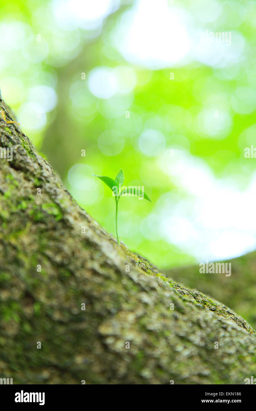 Deciduous plant sprouting hi-res stock photography and images - Alamy