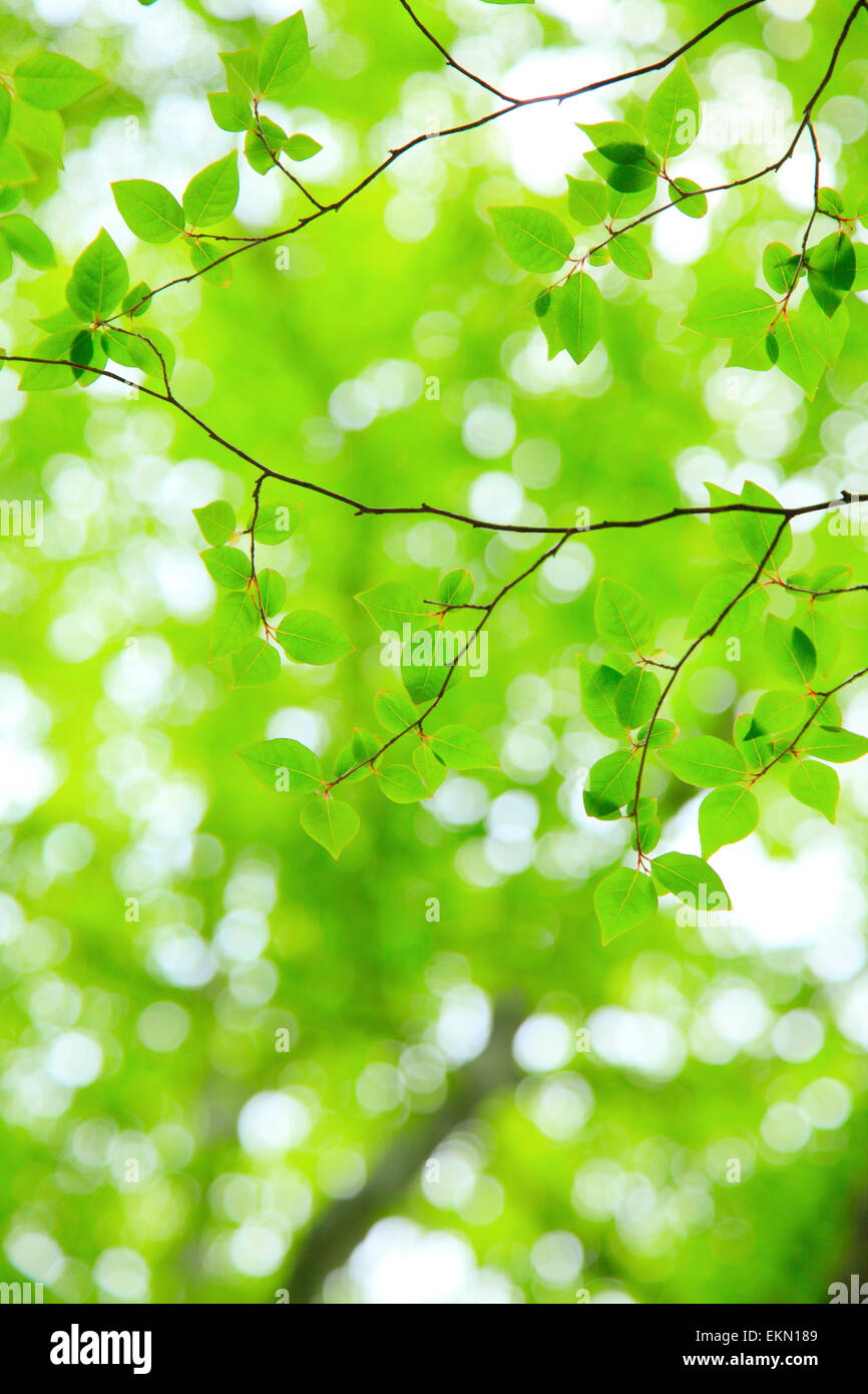 Vitality greenery hi-res stock photography and images - Alamy