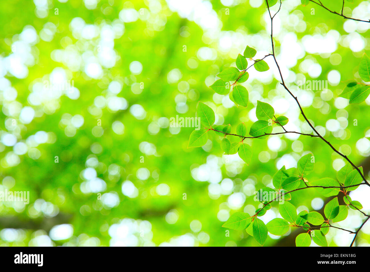 Vitality greenery hi-res stock photography and images - Alamy