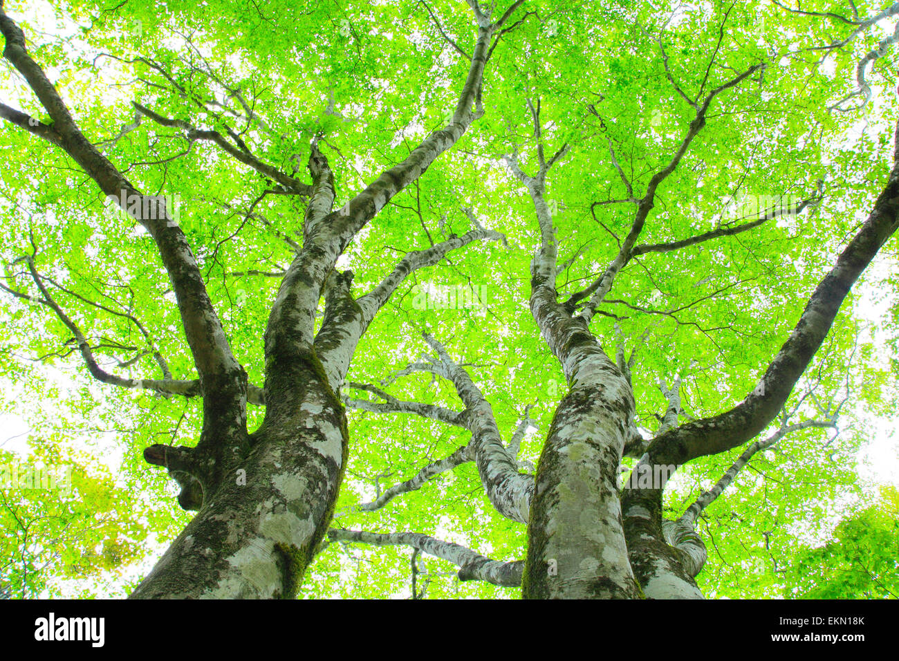 Green giant sprout hi-res stock photography and images - Alamy