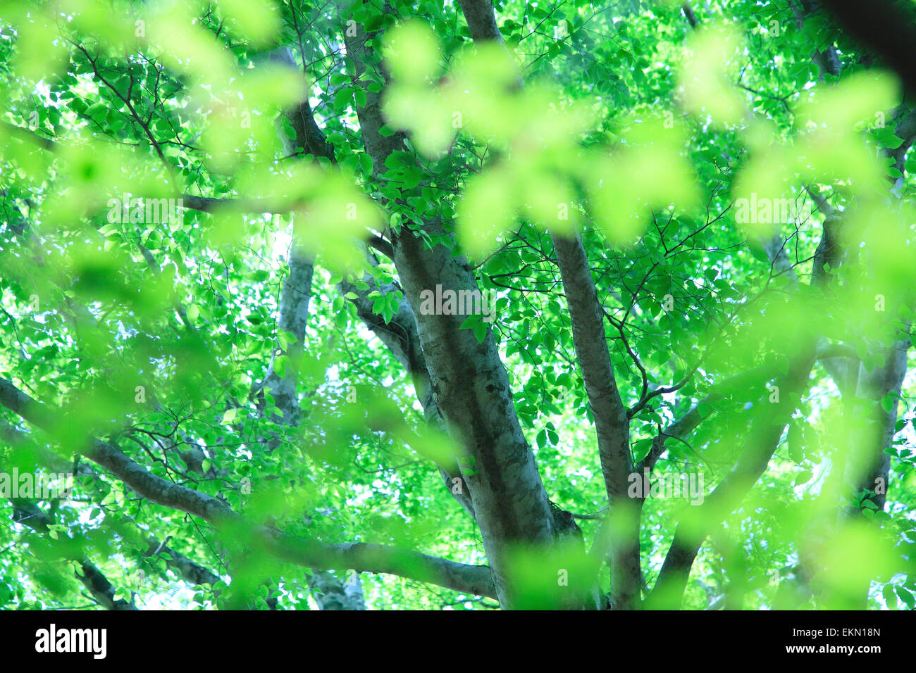 Greenery foreground hi-res stock photography and images - Alamy