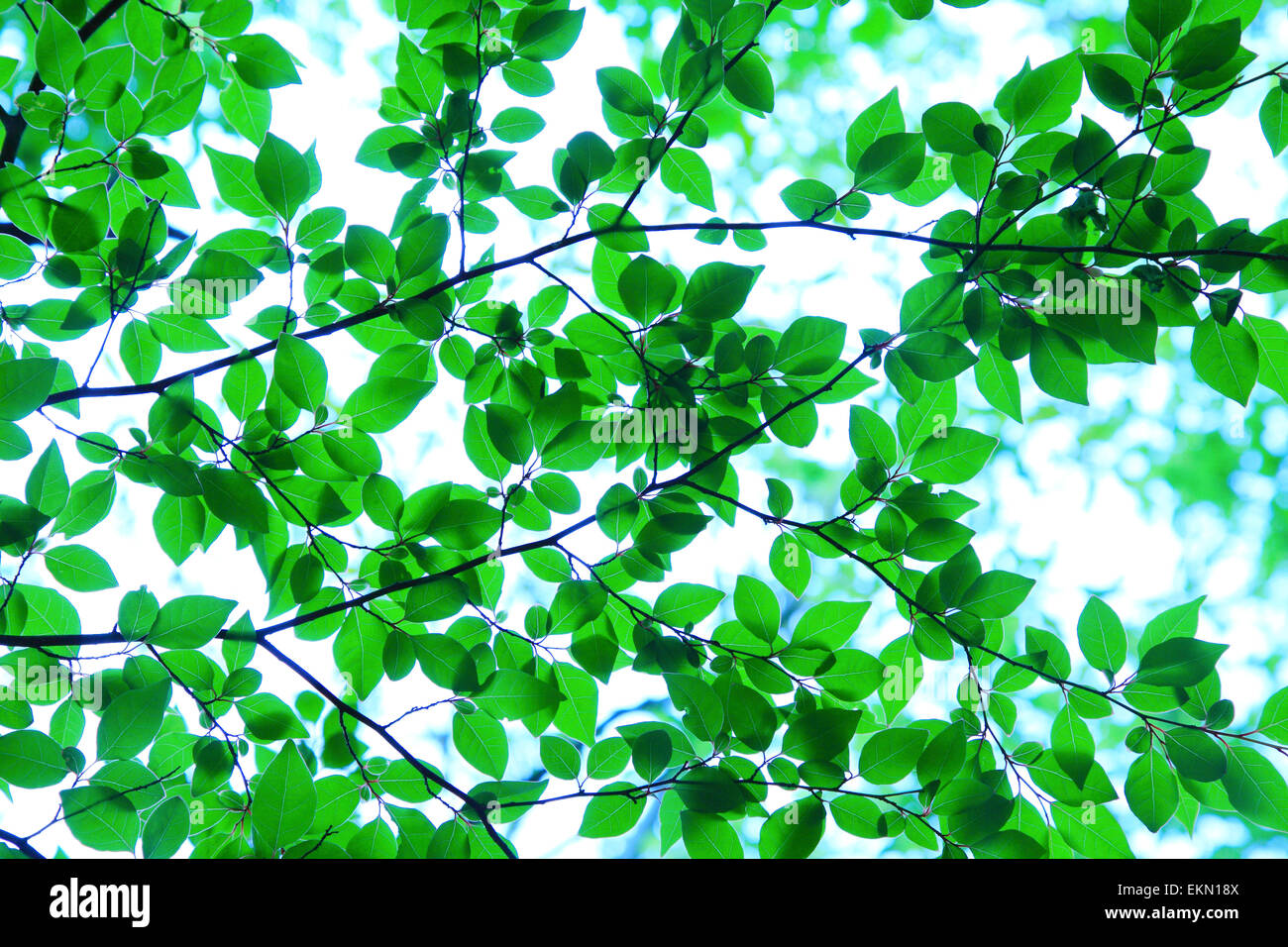 Vitality greenery hi-res stock photography and images - Alamy