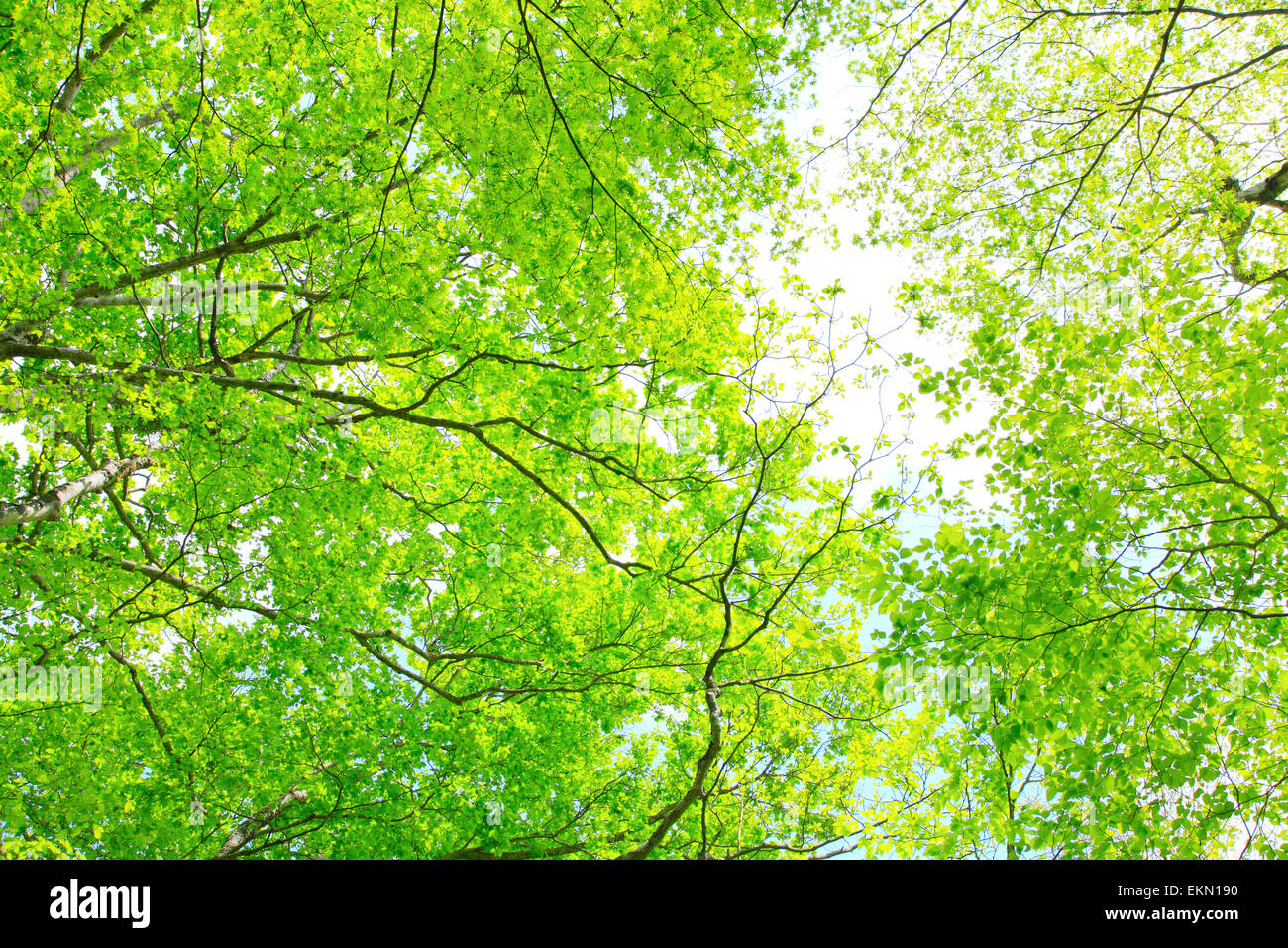 Vitality greenery hi-res stock photography and images - Alamy