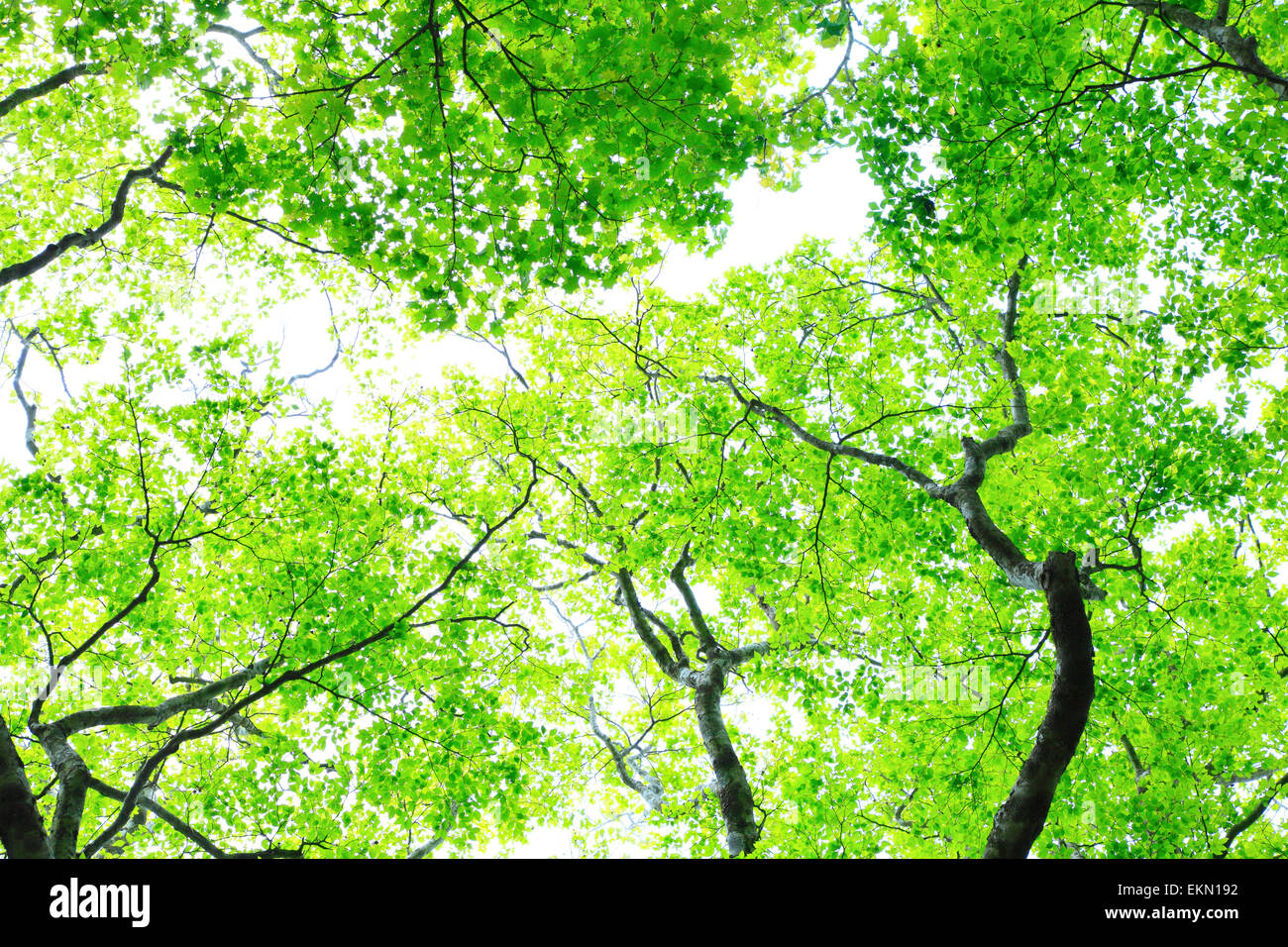 Vitality greenery hi-res stock photography and images - Alamy