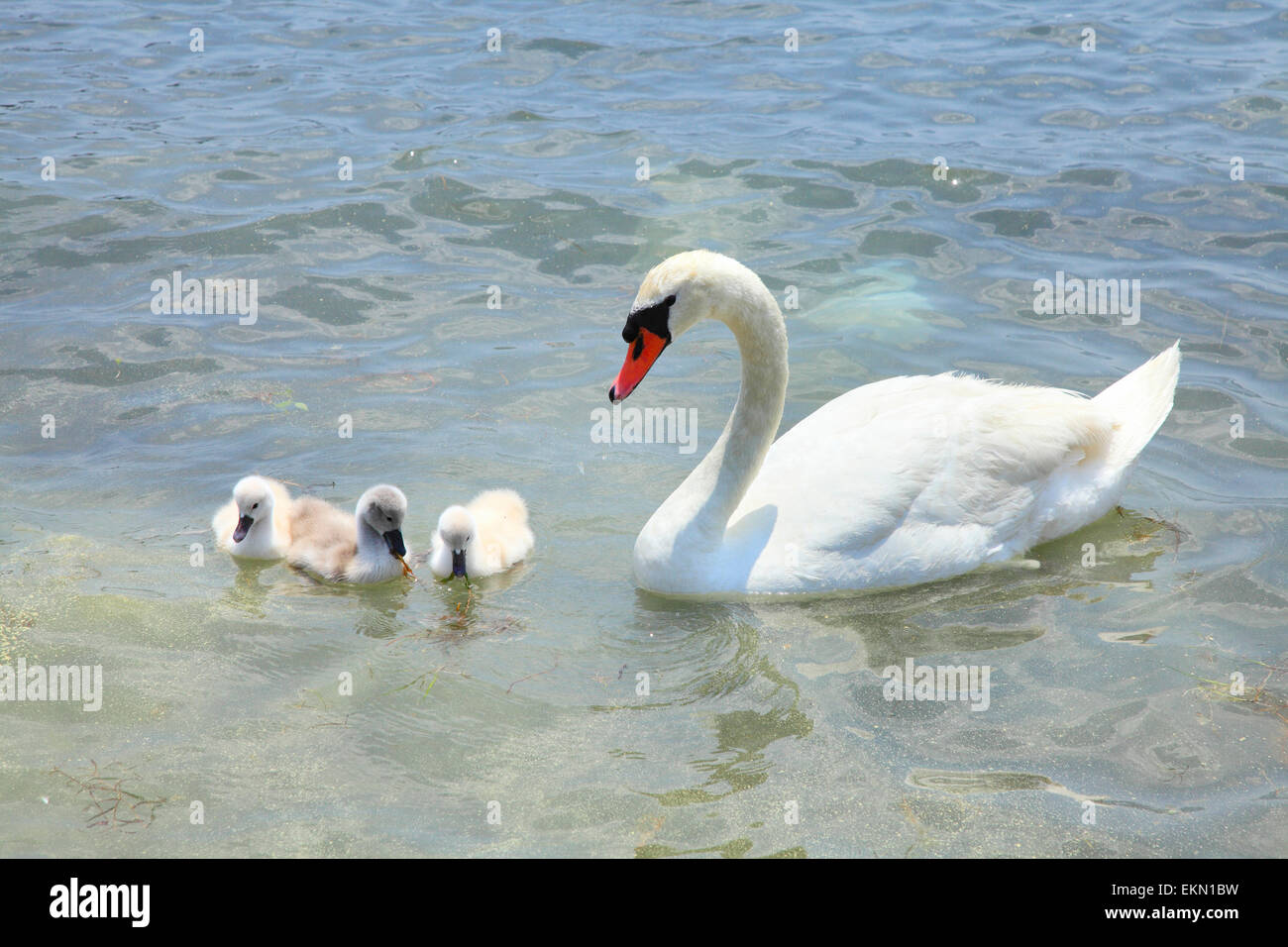 Multiple swans hi-res stock photography and images - Alamy
