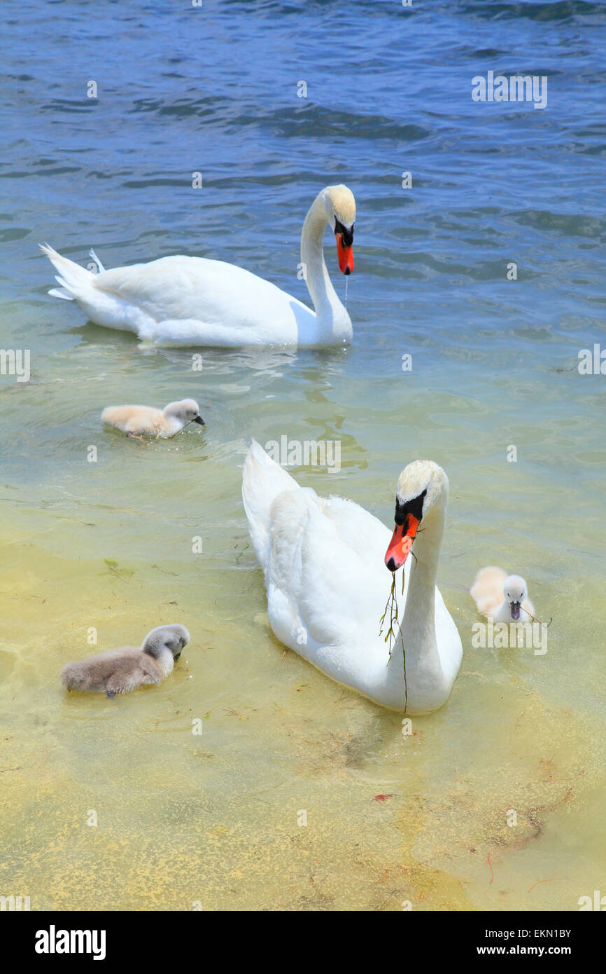 Multiple swans hi-res stock photography and images - Alamy