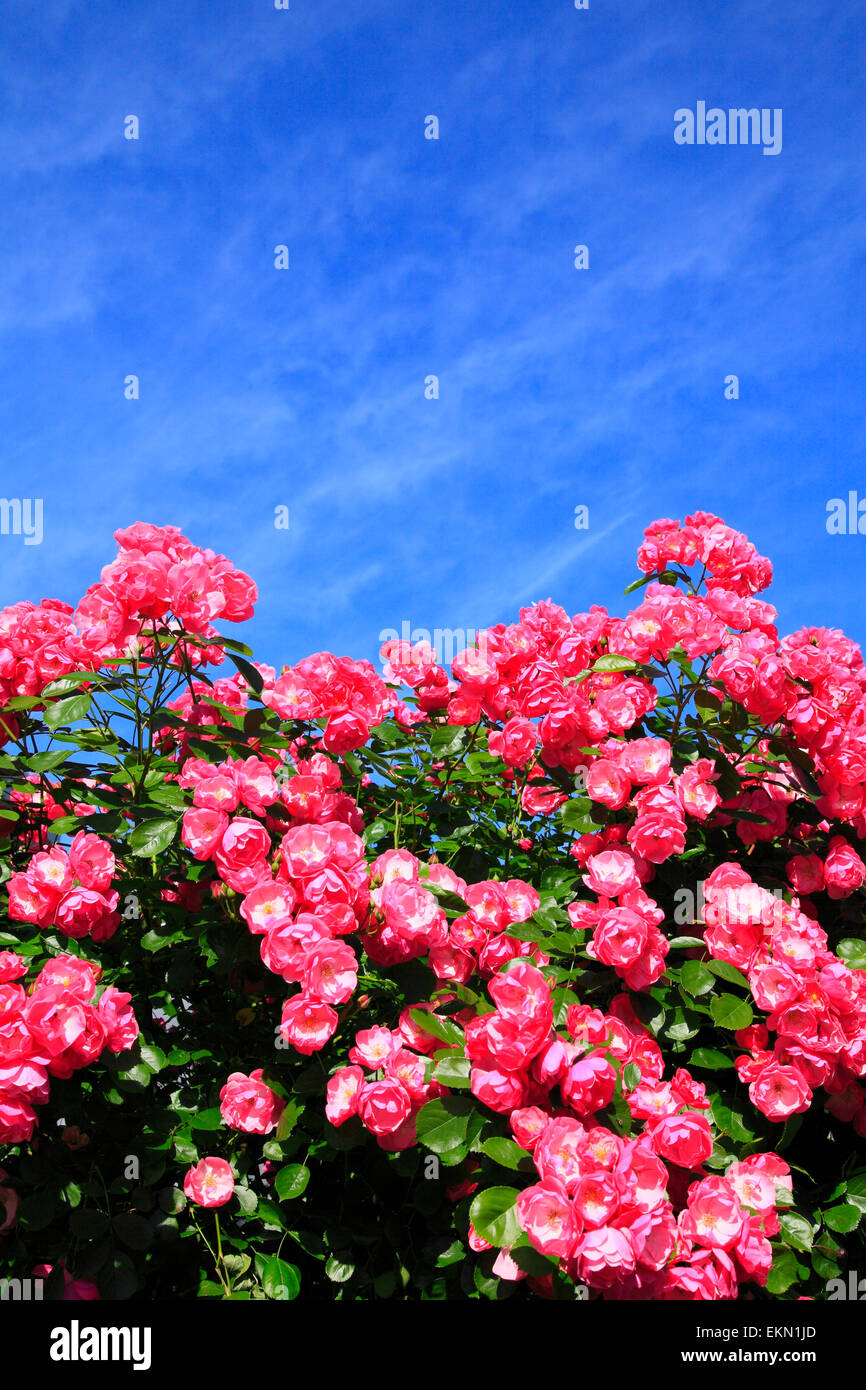 Iceberg rose image hi-res stock photography and images - Alamy