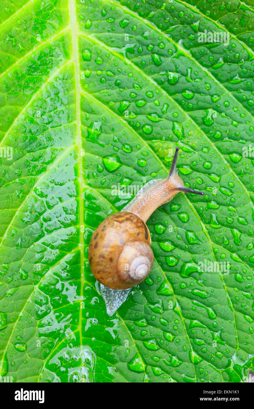 Snail on a leaf Stock Photo - Alamy