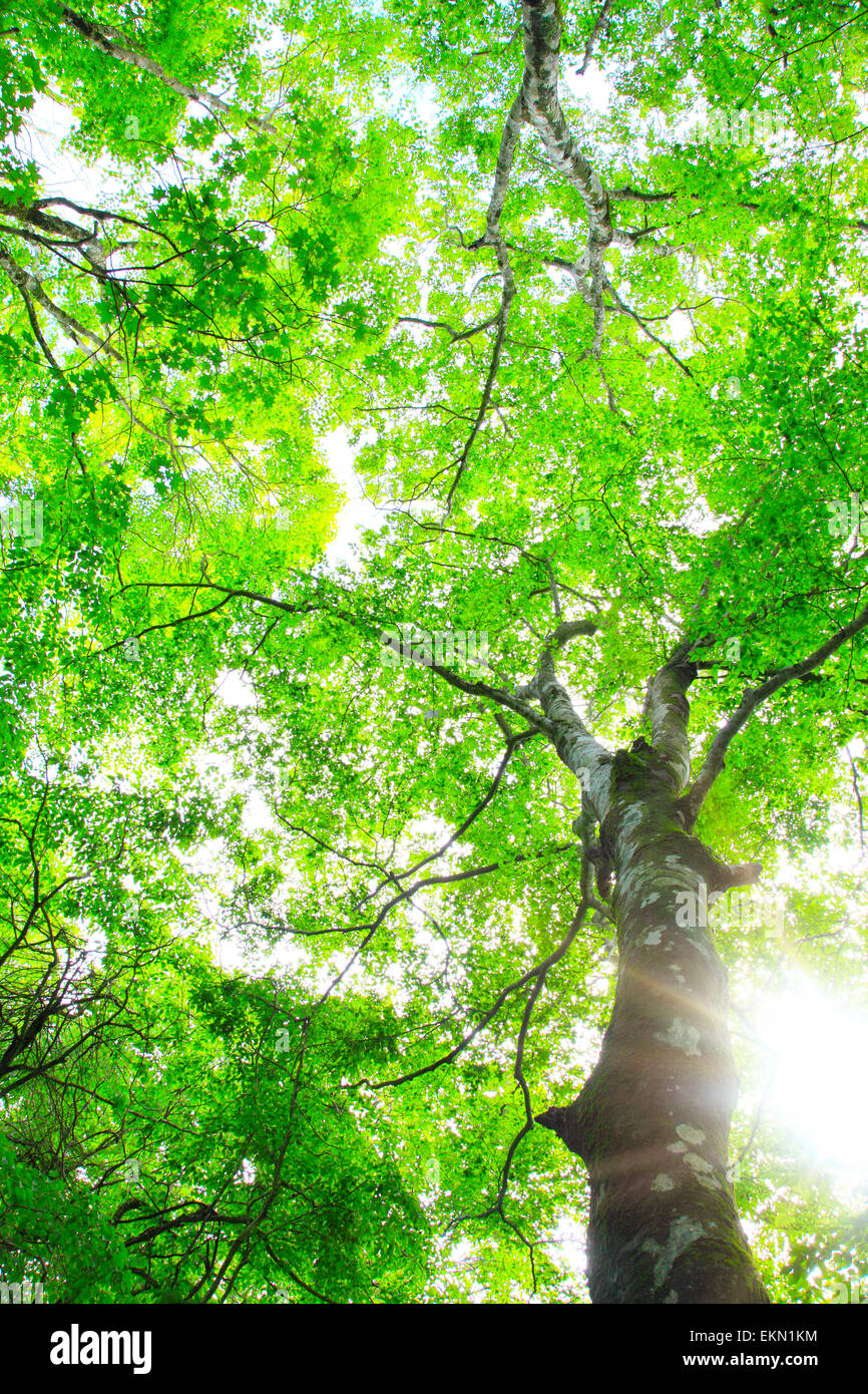 Digital greenery hi-res stock photography and images - Alamy