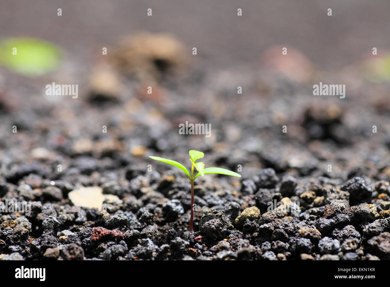 No one outdoors leaves and stone environment hi-res stock photography ...