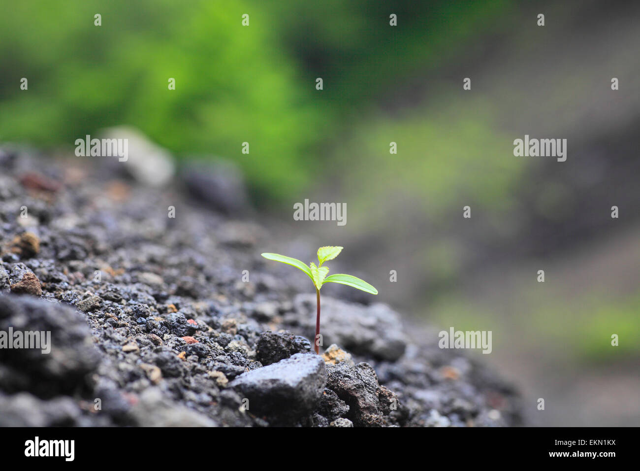 No one outdoors leaves and stone environment hi-res stock photography ...