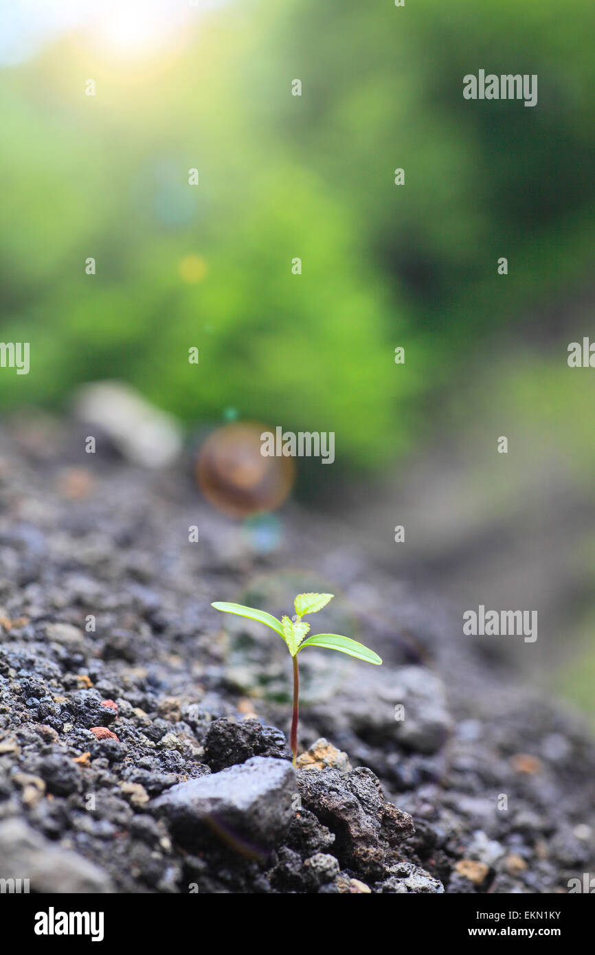 No one outdoors leaves and stone environment hi-res stock photography ...