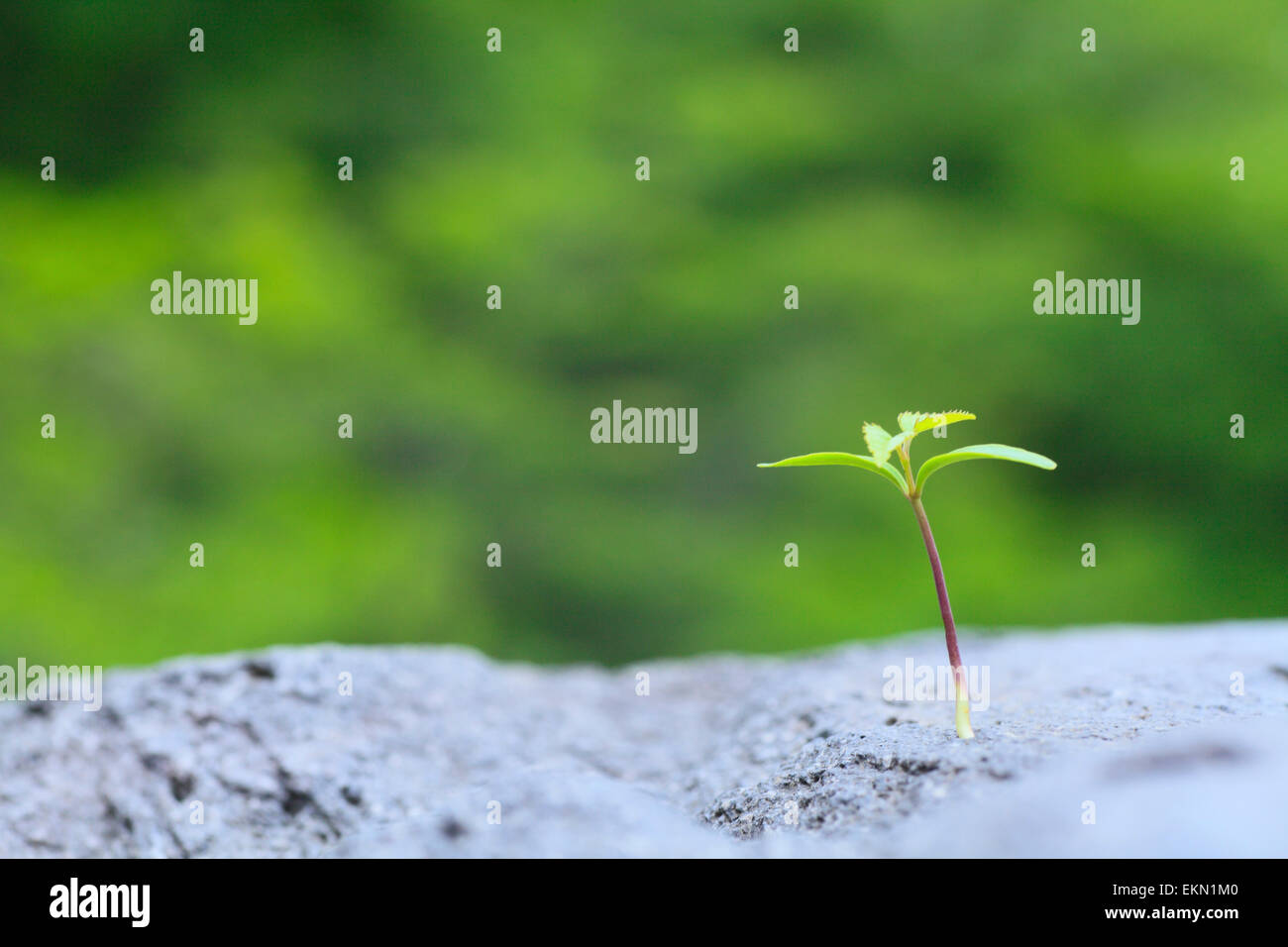 Plant sprouting rock hi-res stock photography and images - Alamy