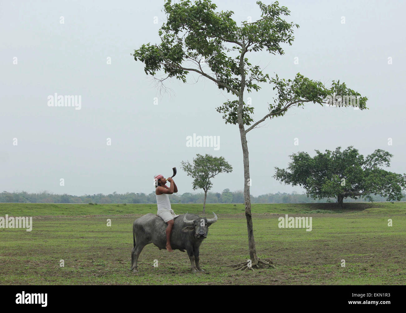 April 13, 2015 - Sivasagar, Assam, India - An Indian farmer plays a ...