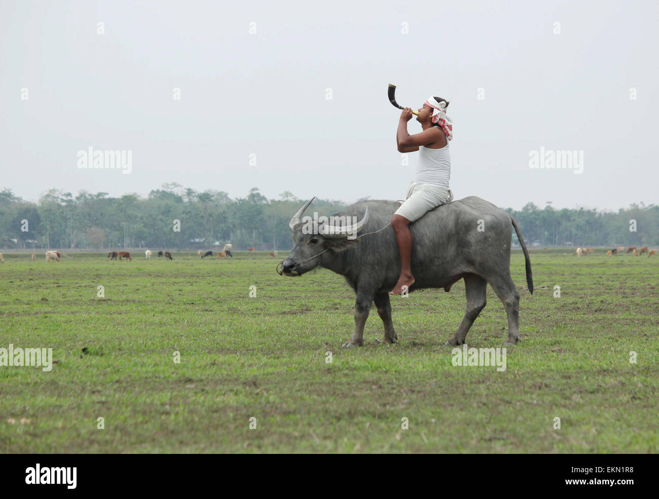 April 13, 2015 - Sivasagar, Assam, India - An Indian farmer plays a ...