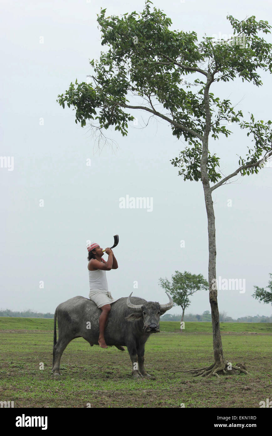 April 13, 2015 - Sivasagar, Assam, India - An Indian farmer plays a ...