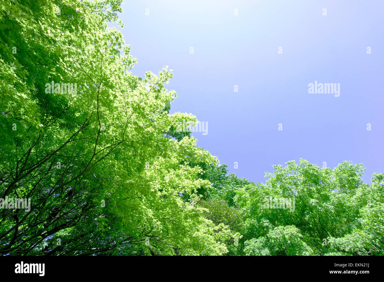 Plant cloud light greenery hi-res stock photography and images - Alamy