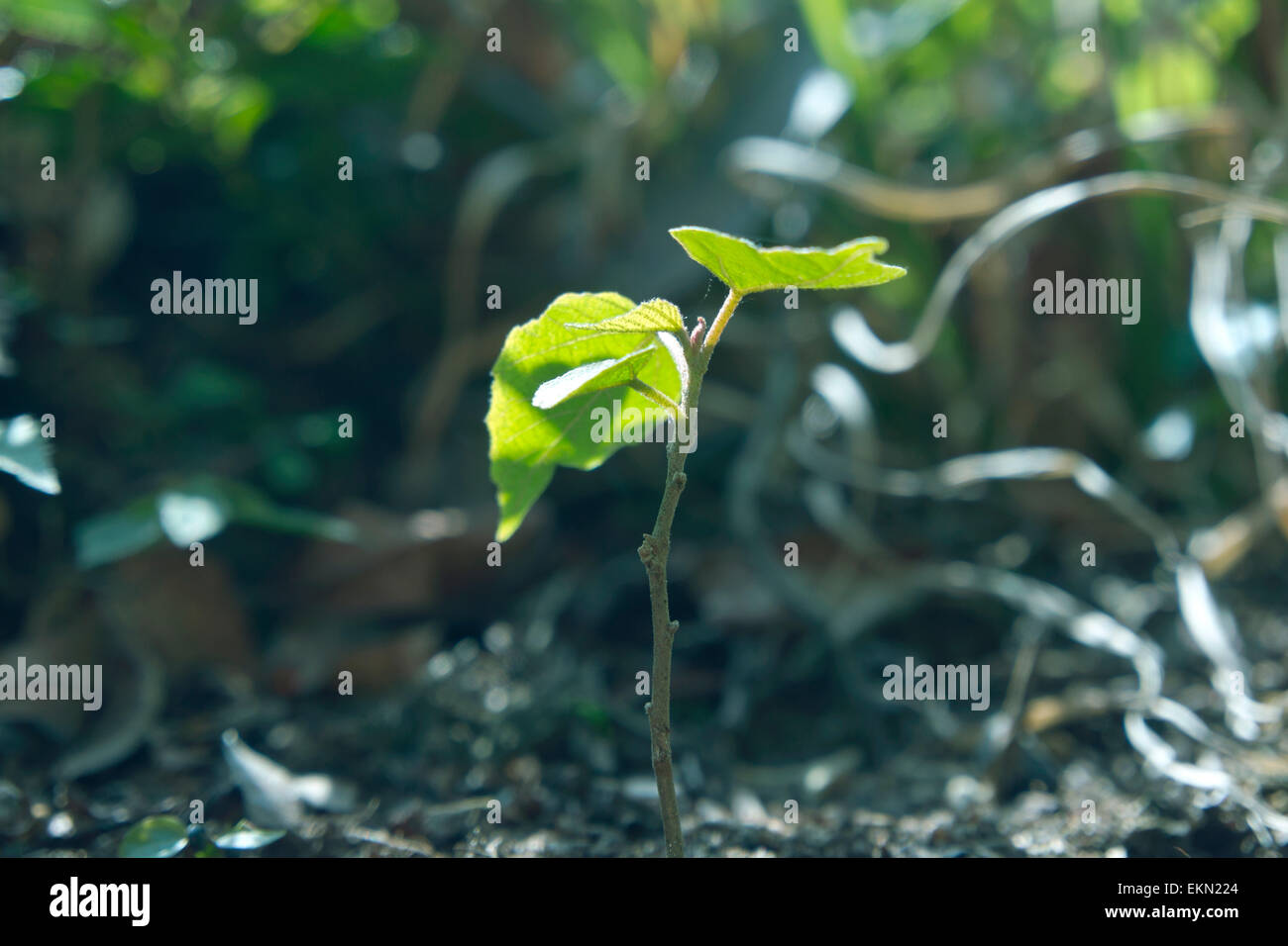 Sprouting leaves hi-res stock photography and images - Alamy