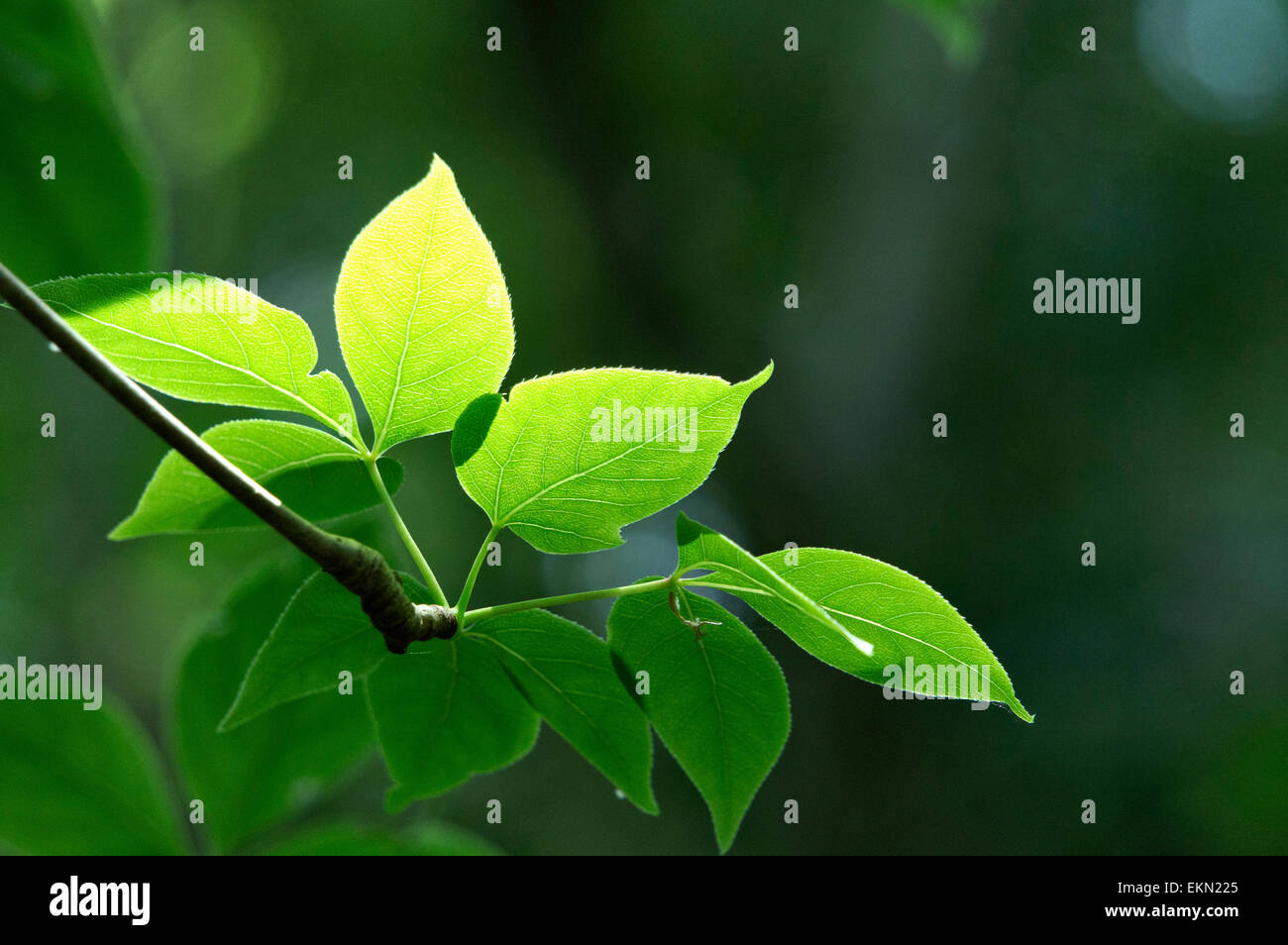 Showing greenery hi-res stock photography and images - Alamy
