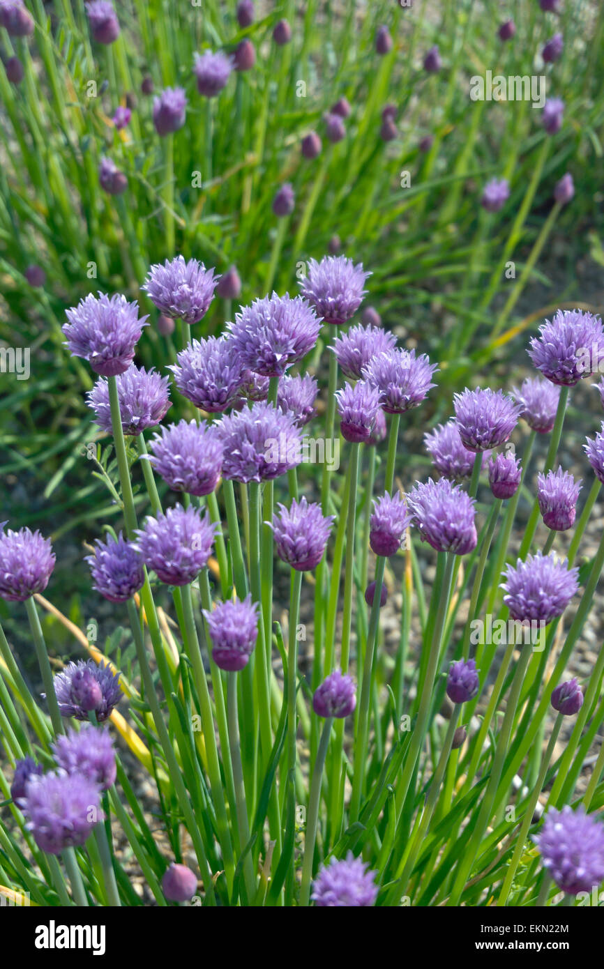Chive field hi-res stock photography and images - Alamy