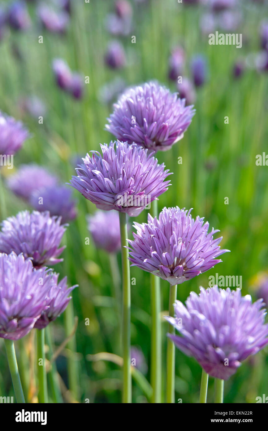 Chive field hi-res stock photography and images - Alamy