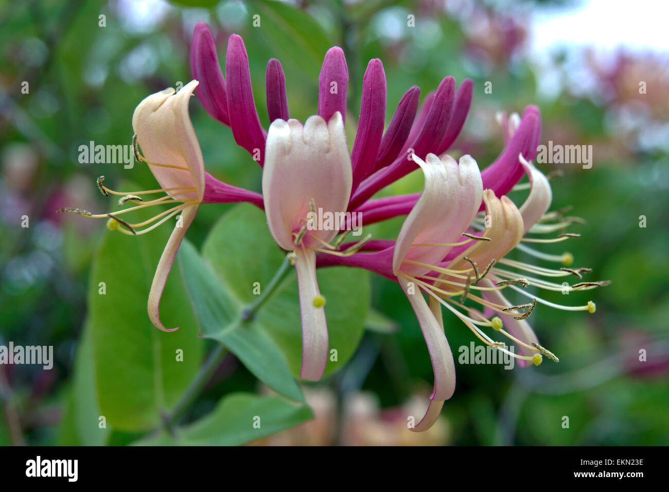 Early honeysuckle hi-res stock photography and images - Alamy