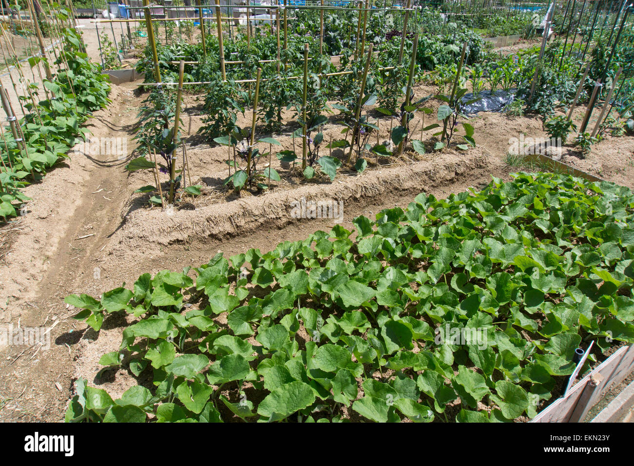 Ridge flower garden hi-res stock photography and images - Alamy