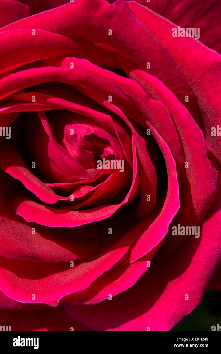 Monochromatic rose hi-res stock photography and images - Alamy