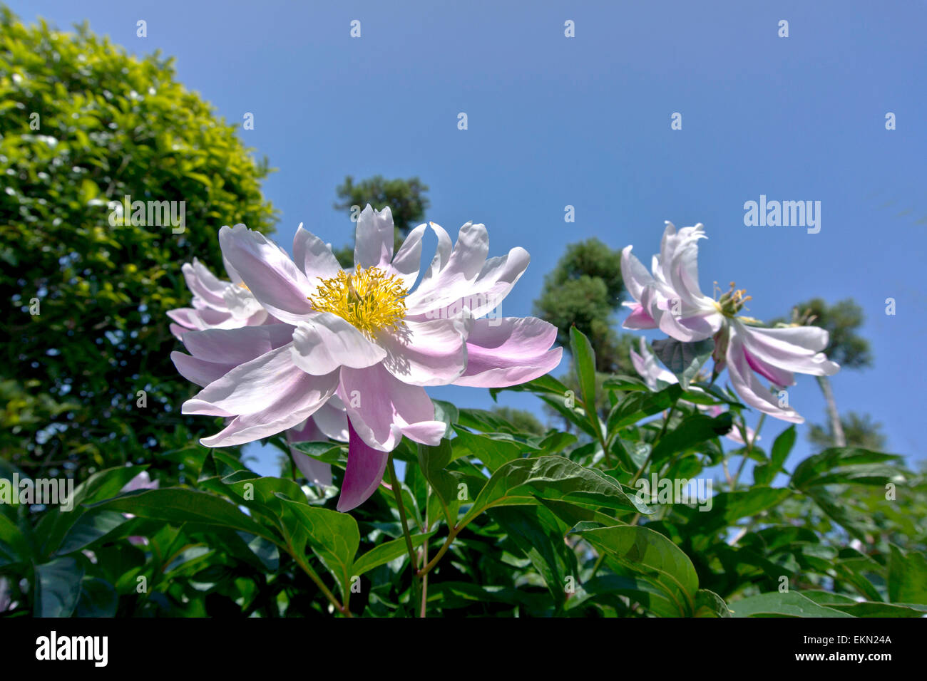Blue sky peony hi-res stock photography and images - Alamy