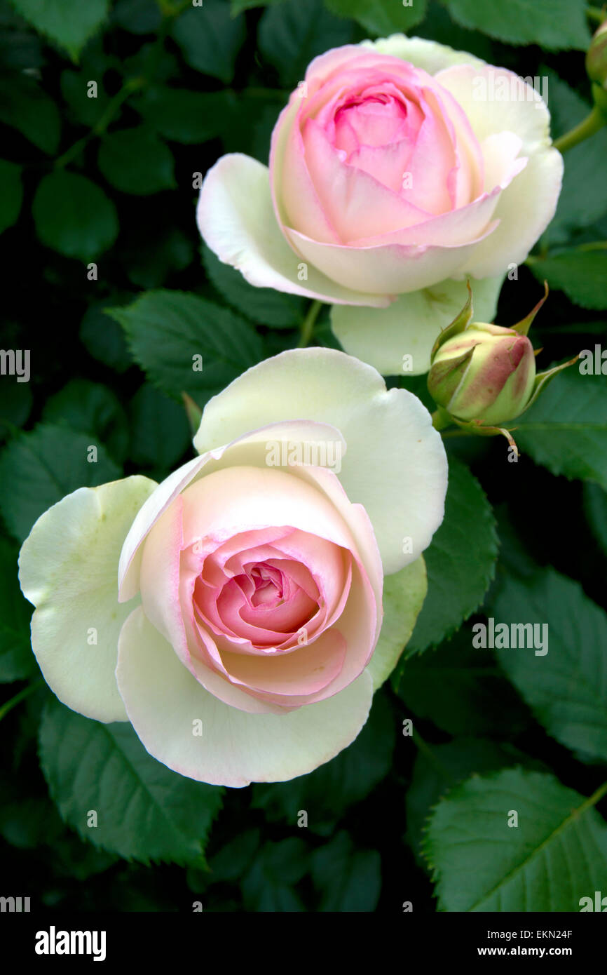 Pierre de ronsard rose hi-res stock photography and images - Alamy