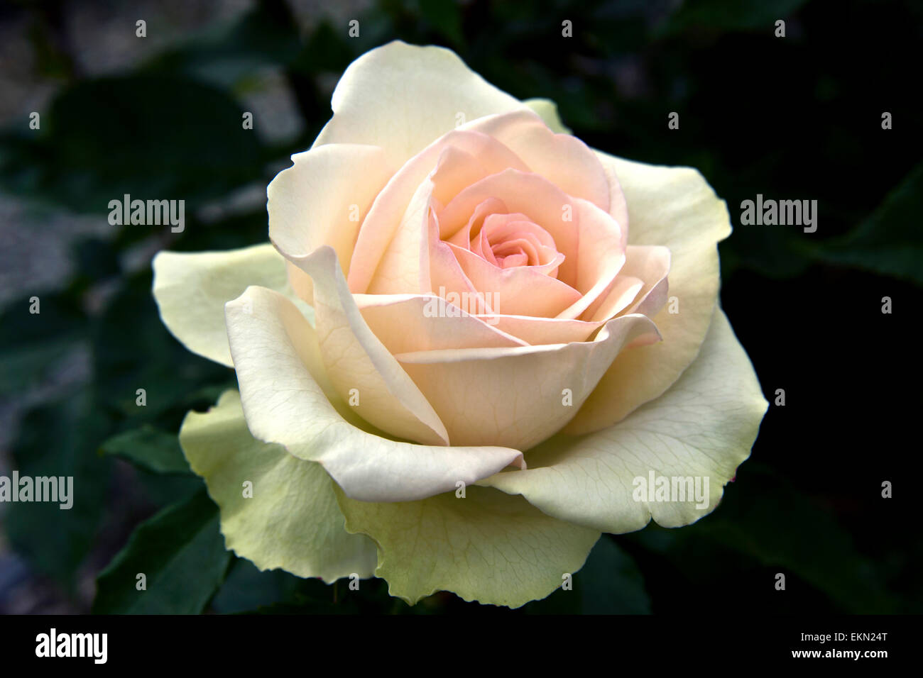 Pink Rose Breed High Resolution Stock Photography and Images - Alamy