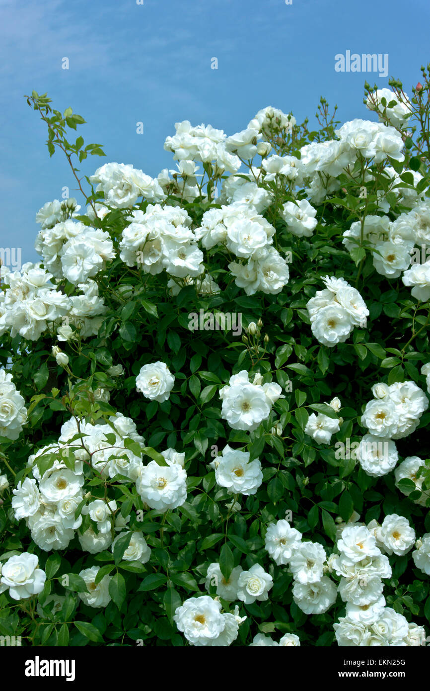 Iceberg rose flowers hi-res stock photography and images - Alamy