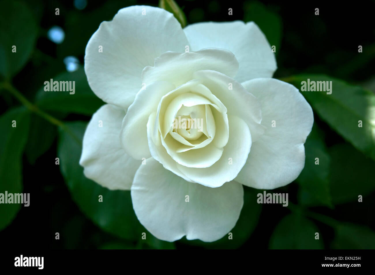 One flower type hi-res stock photography and images - Alamy