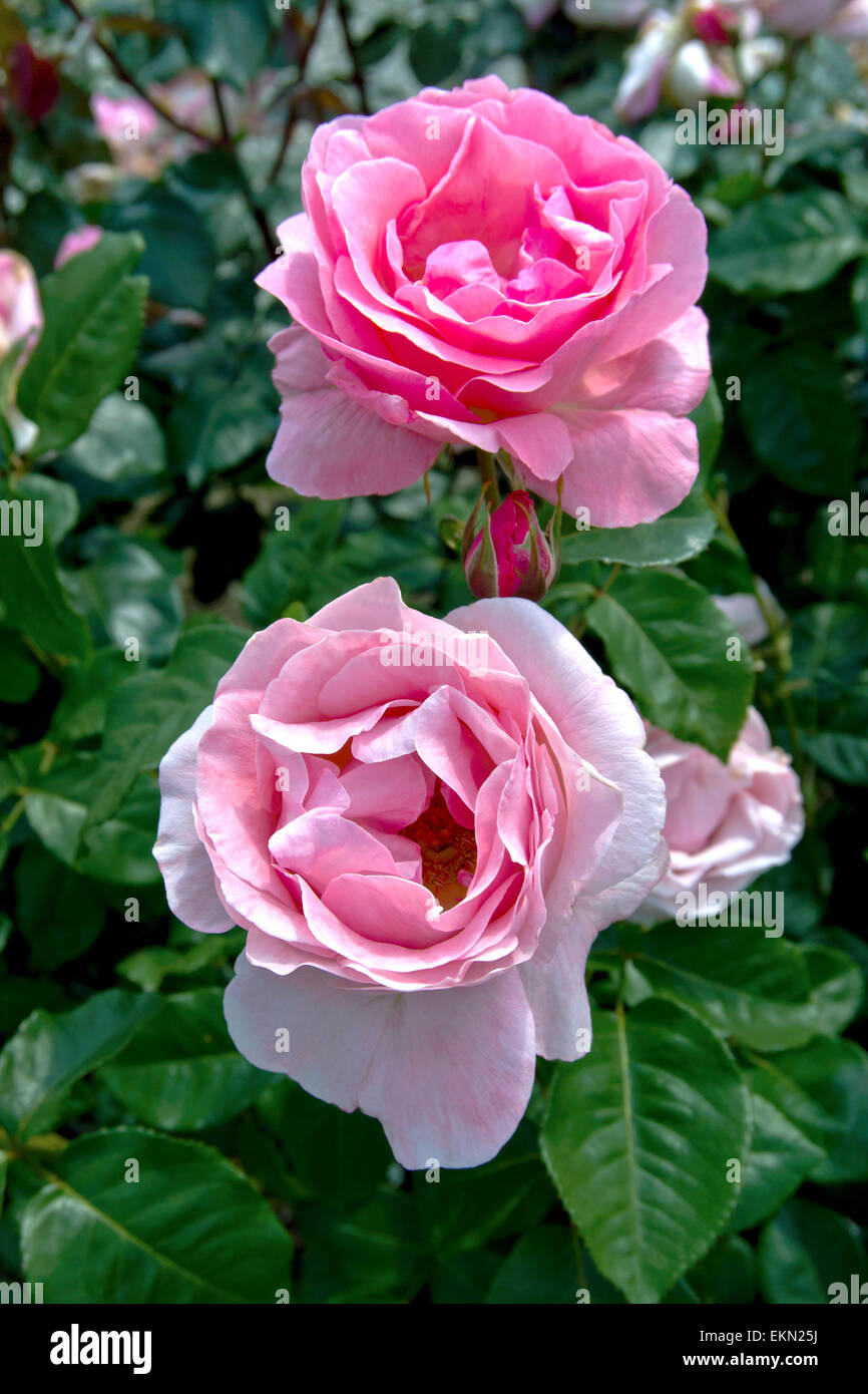 Two pink rose flowers close hi-res stock photography and images - Alamy