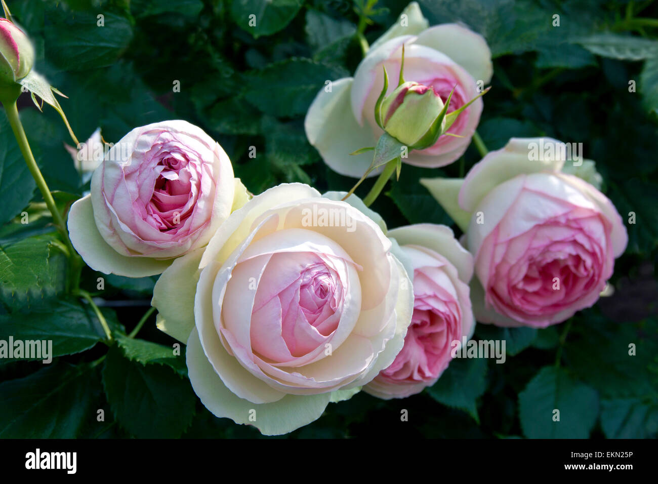 Pierre de ronsard rose hi-res stock photography and images - Alamy