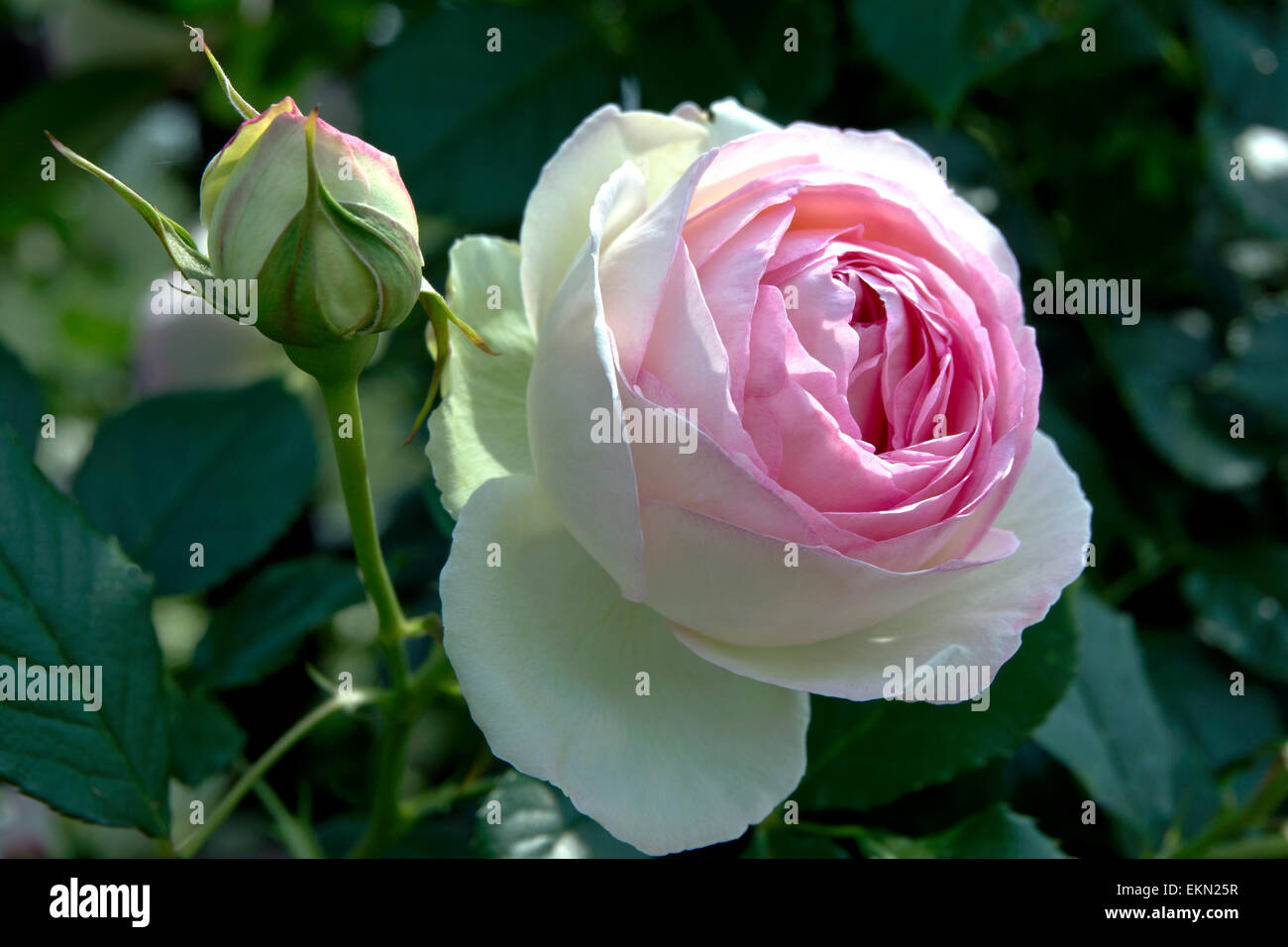 Pierre de ronsard rose hi-res stock photography and images - Alamy