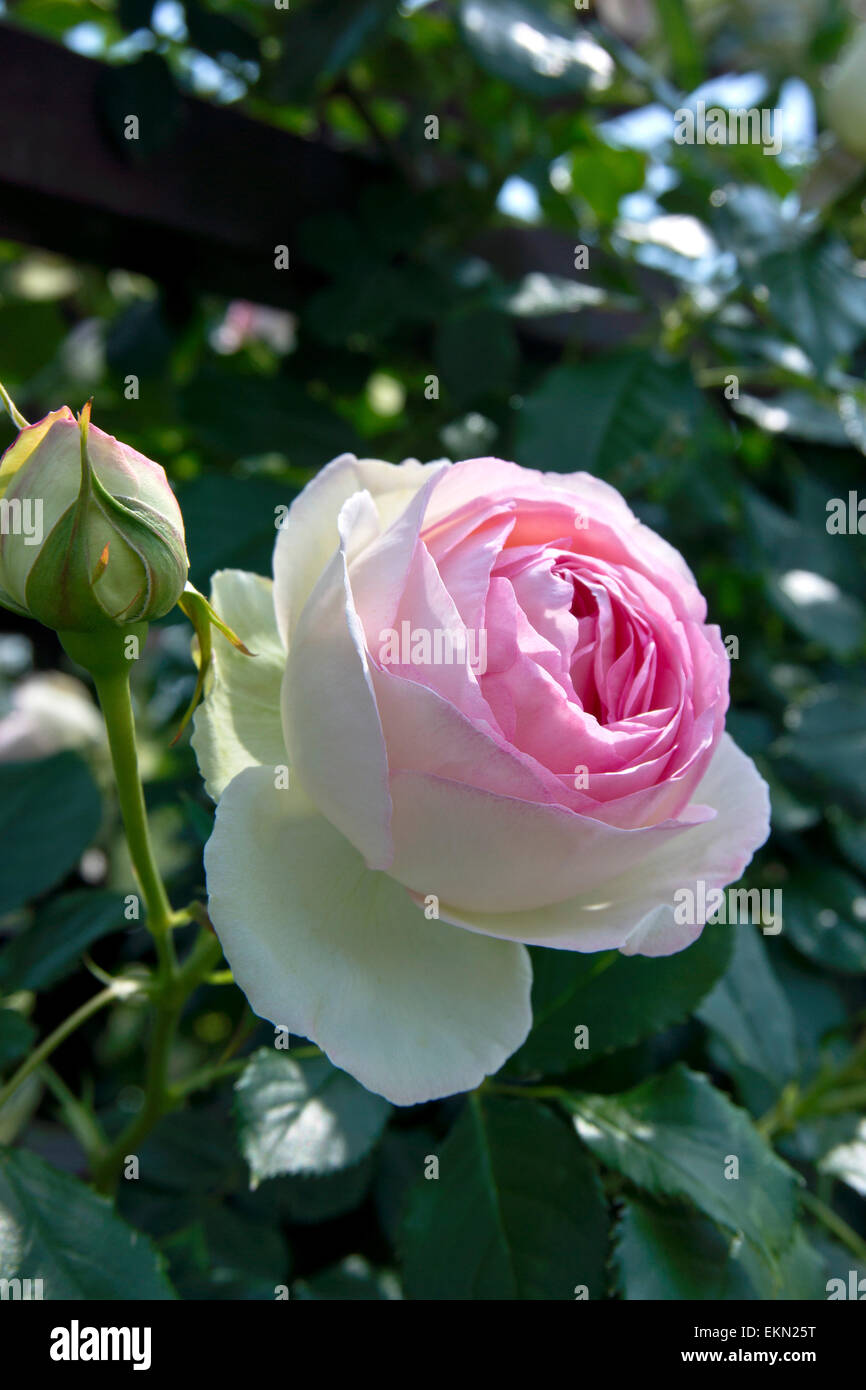 Pierre de ronsard rose hi-res stock photography and images - Alamy