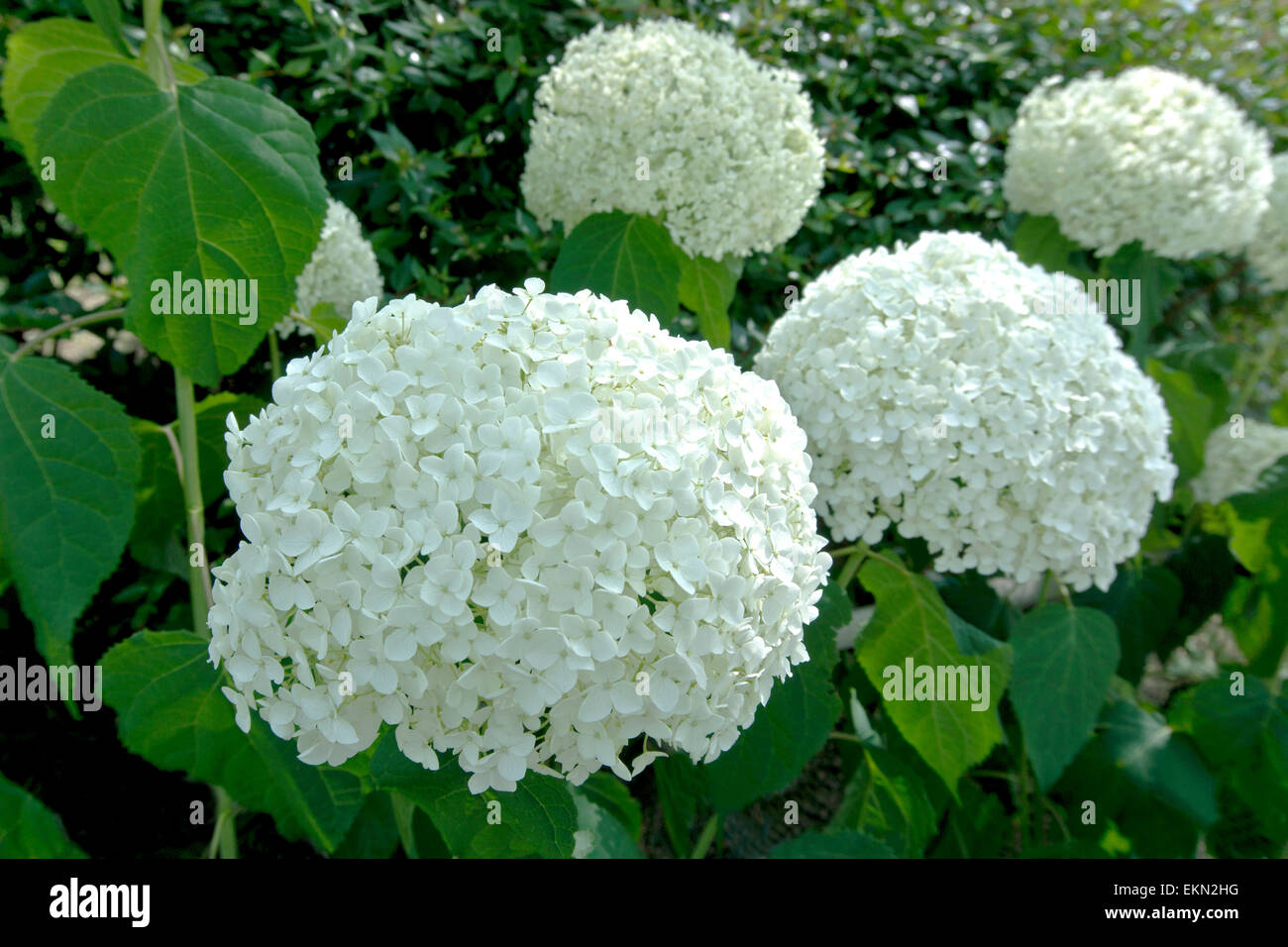 Hydrangea field hi-res stock photography and images - Alamy