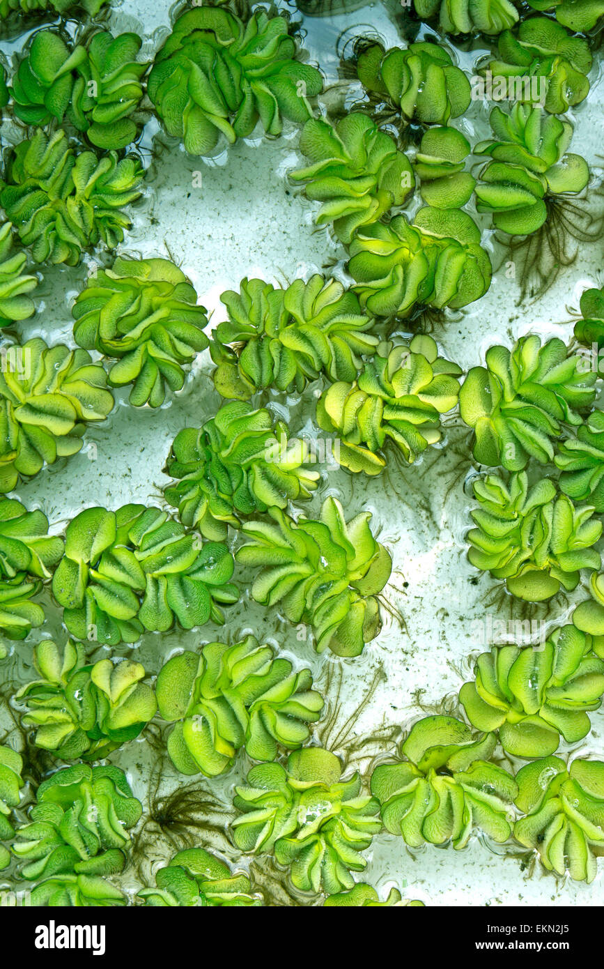 Salvinia molesta weed hi-res stock photography and images - Alamy