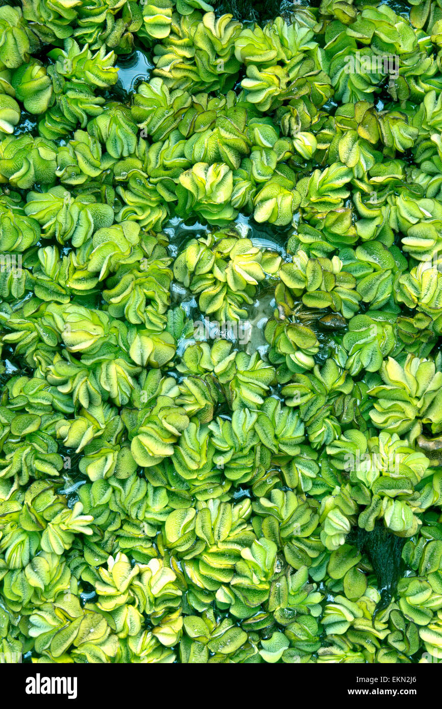 Kariba weeds hi-res stock photography and images - Alamy