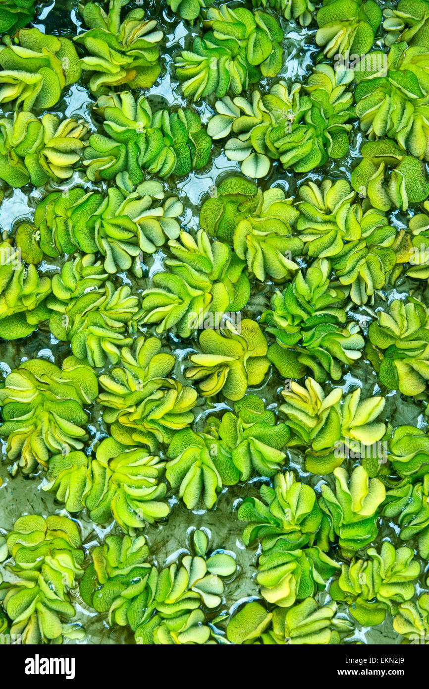 Kariba weed hi-res stock photography and images - Alamy