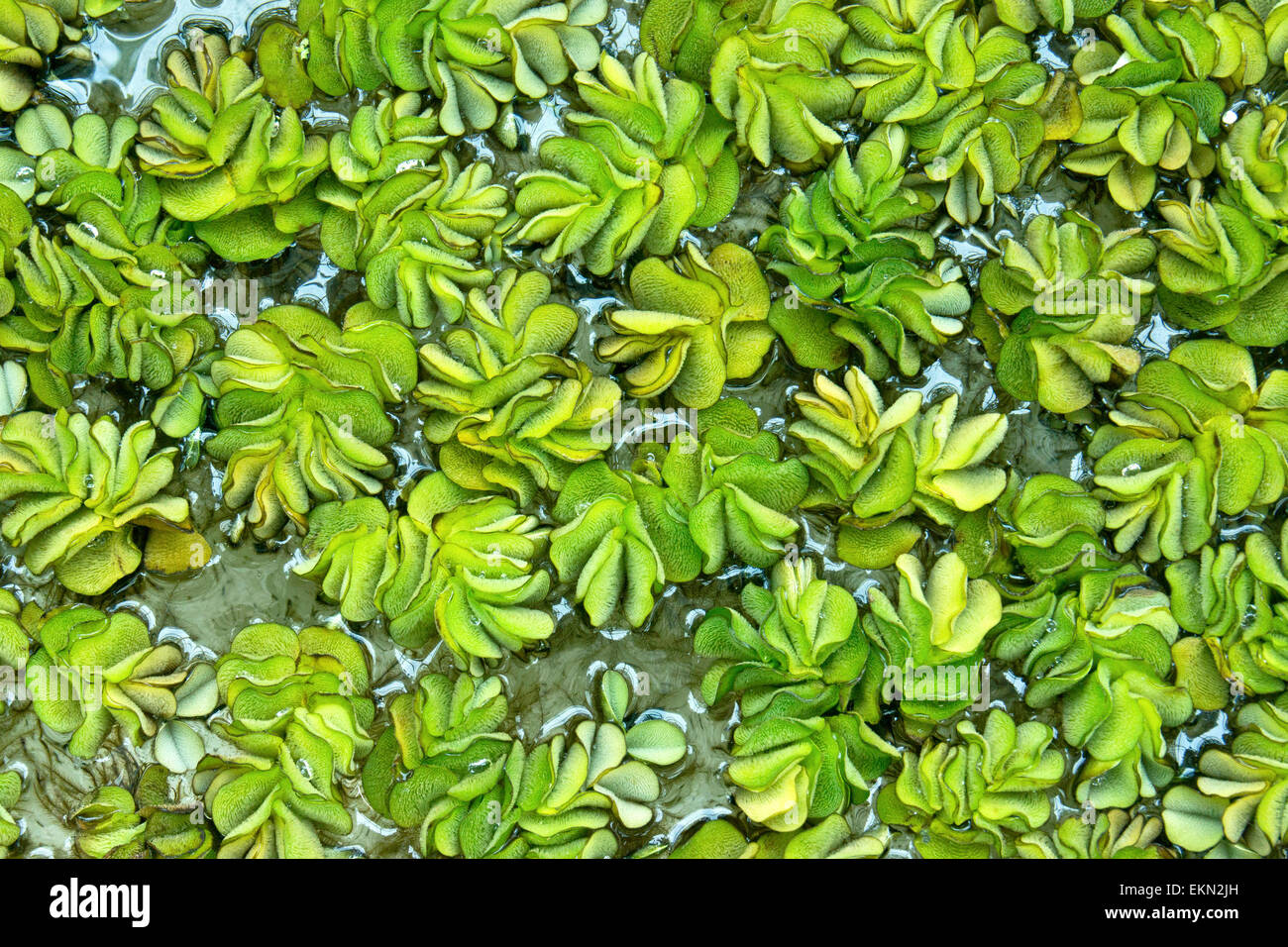 Kariba weed hi-res stock photography and images - Alamy